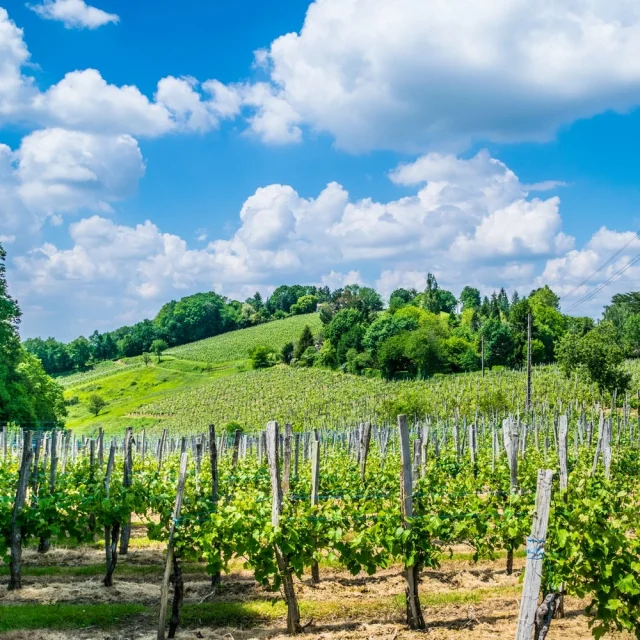 Découvrir | Pau Pyrénées Tourisme